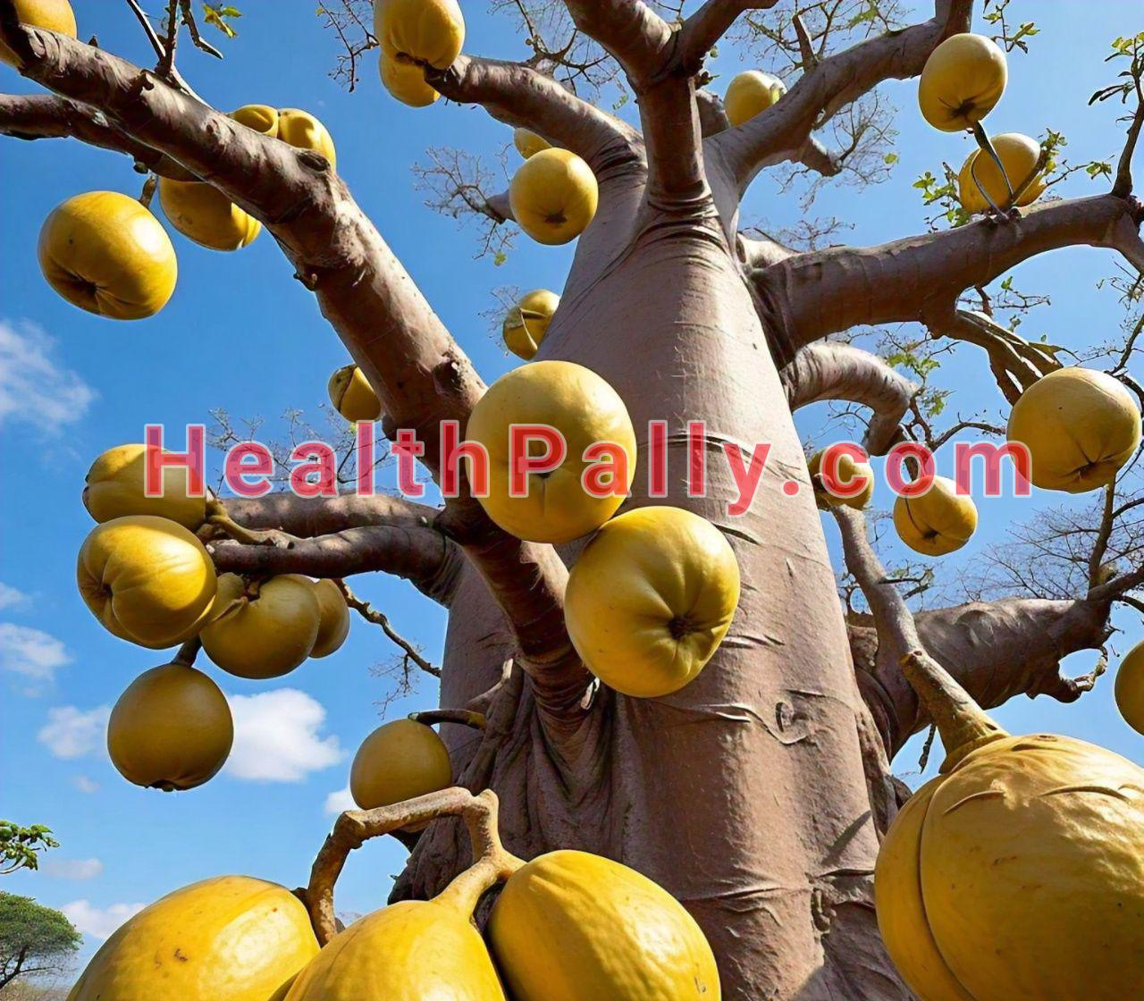 Baobab Fruit Juice Recipes To Make Drinks In The Kitchen - HealthPally.com